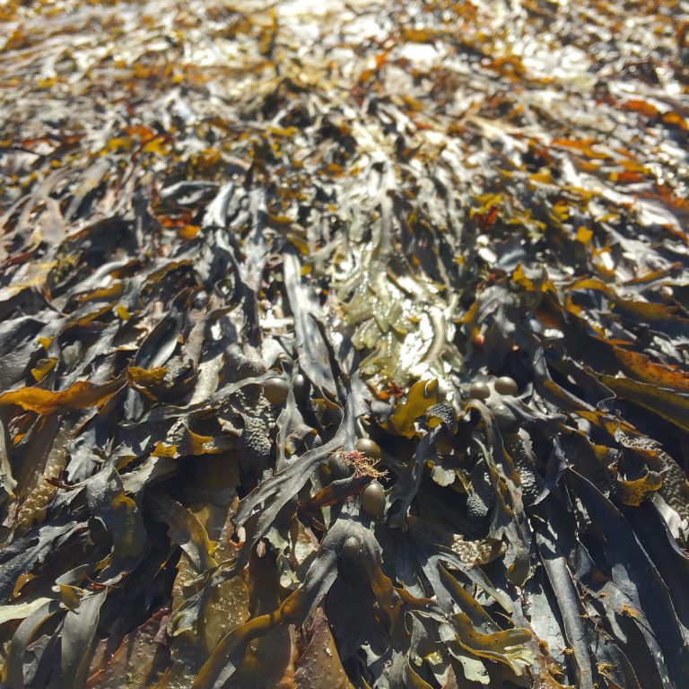 Seaweed Aquaculture: Benefiting the Ocean and the Economy