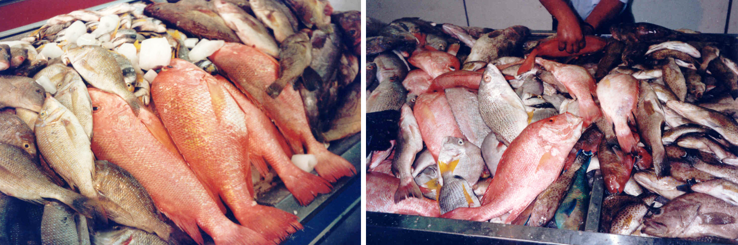 Aquaculture key to increasing seafood supplies to Arab states ...