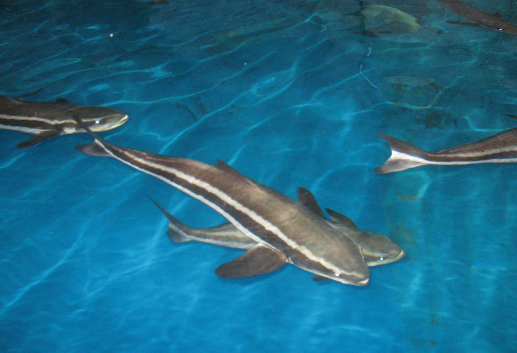 Aquaculture key to increasing seafood supplies to Arab states ...