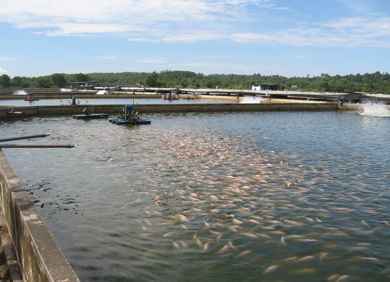 Aquaculture key to increasing seafood supplies to Arab states ...