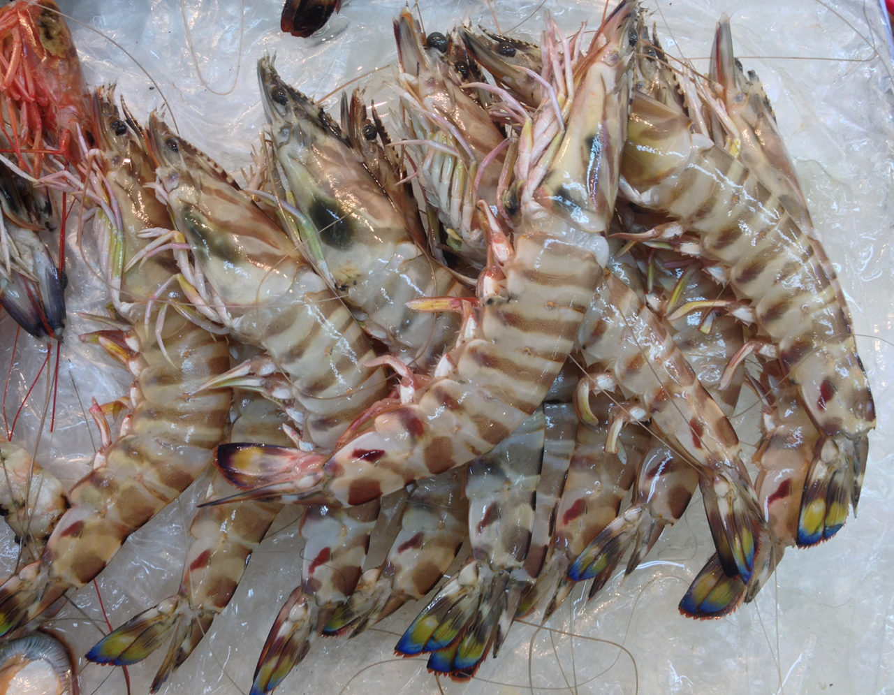 Aquaculture key to increasing seafood supplies to Arab states ...