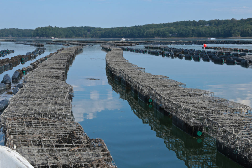 Maine oyster farmer stares down climate change, learns to adapt ...