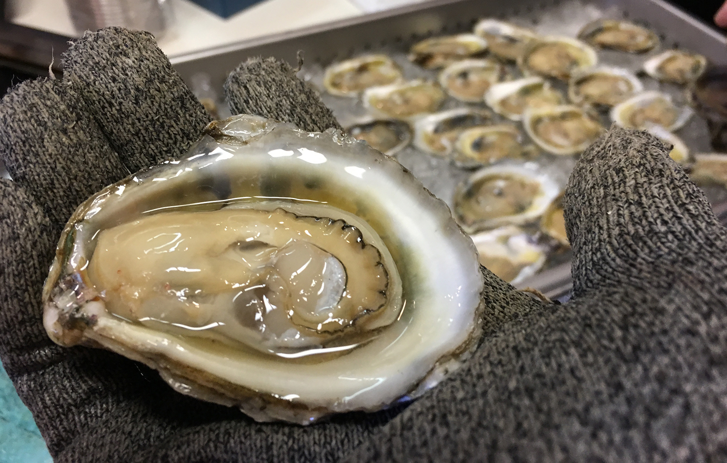 La fascinante historia de las ostras llamadas Fernando Sexto