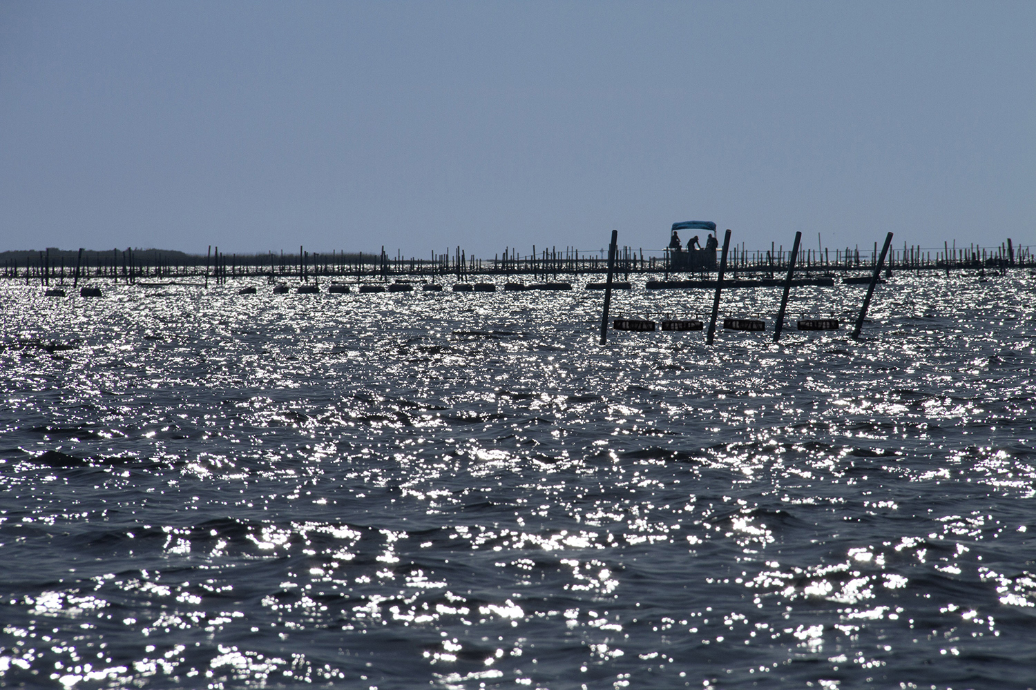 Hatching a plan for Florida oyster farming - Responsible Seafood Advocate