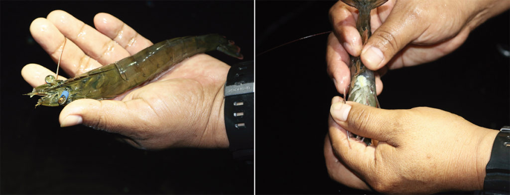 Asepsis key to prevent contamination in shrimp hatcheries - Responsible ...