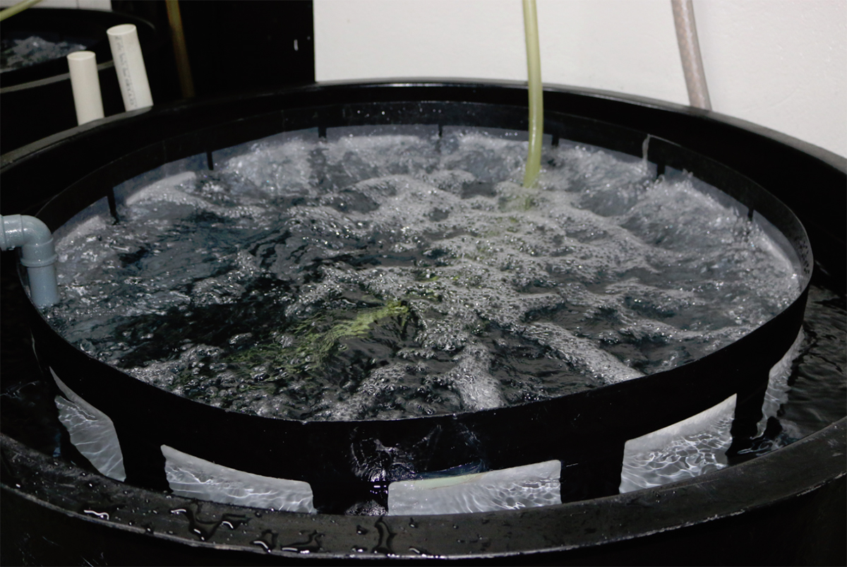 Asepsis key to prevent contamination in shrimp hatcheries - Responsible ...