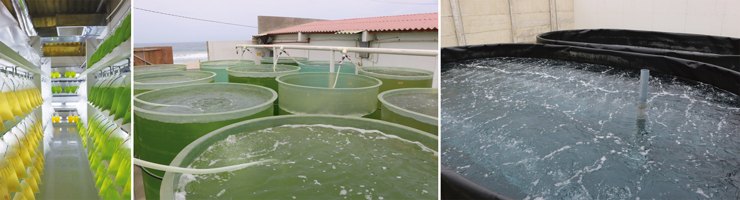 Asepsis key to prevent contamination in shrimp hatcheries - Responsible ...