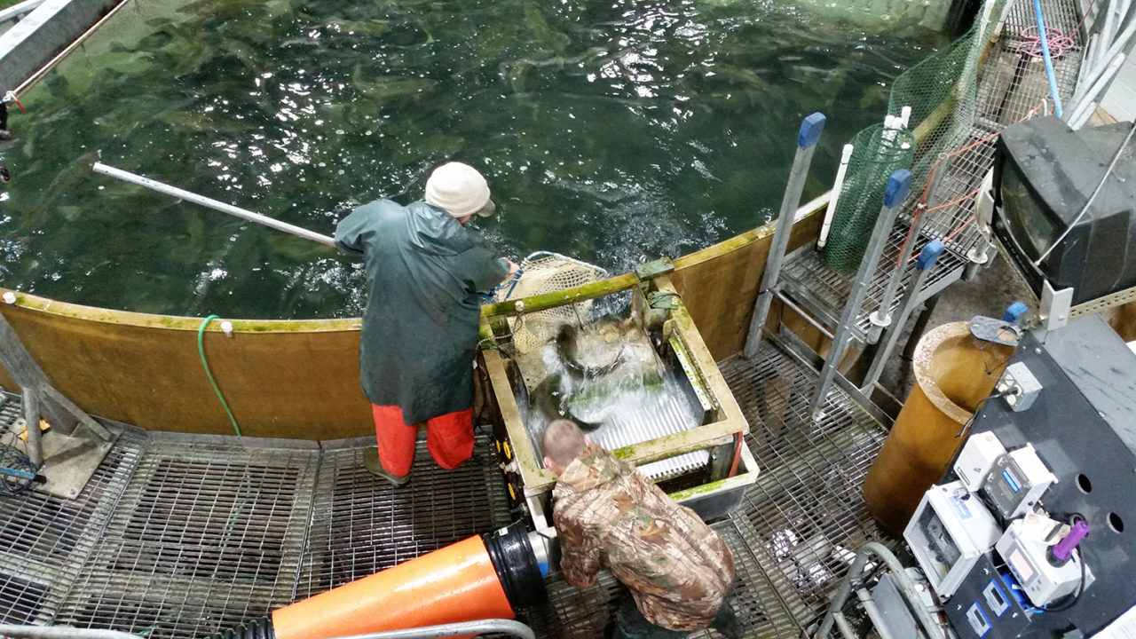 Developments in closed-containment technologies for salmonids, part 1 ...