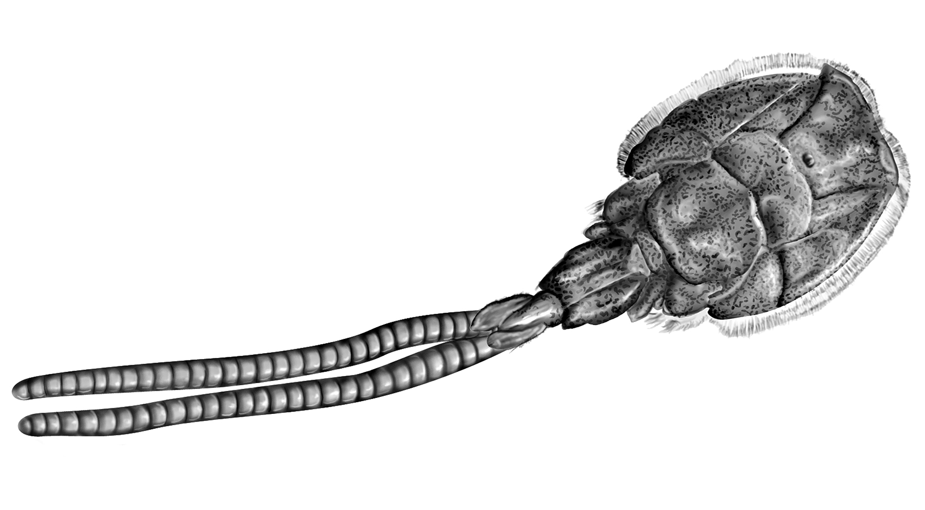 Animal health giants have sea lice in their crosshairs - Responsible ...