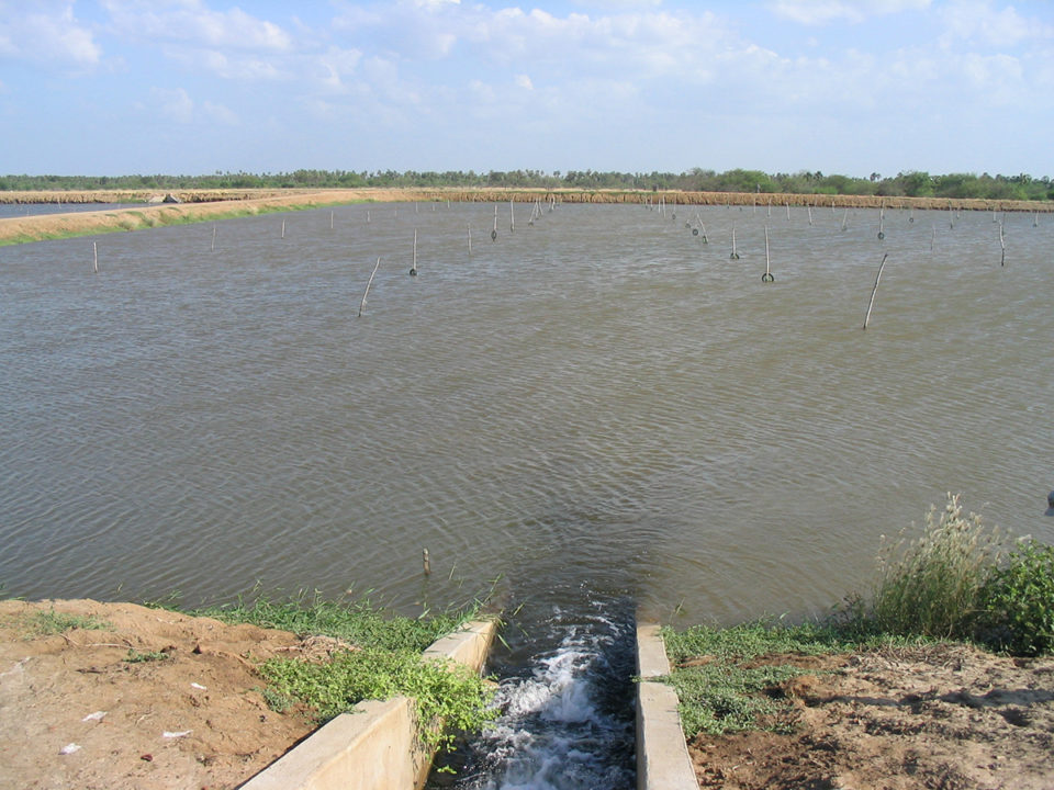 Revisiting ionic imbalance in low-salinity shrimp aquaculture ...