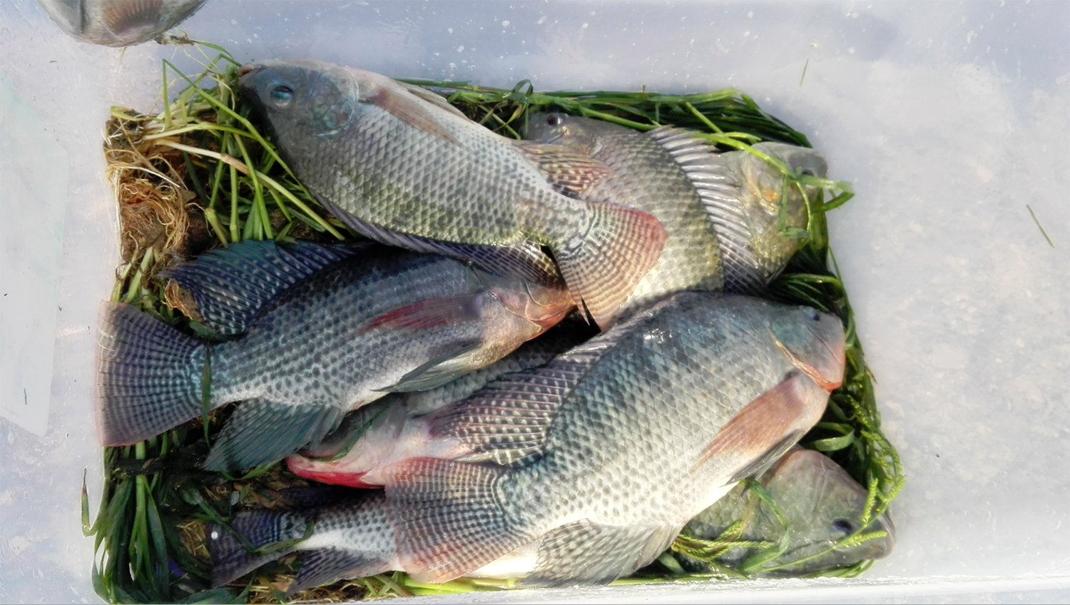 Bio-economic modeling for improving aquaculture performance ...