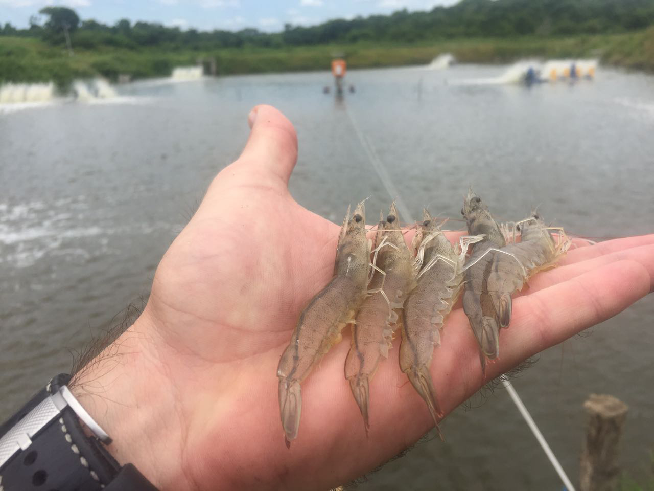 Ongoing production issues in shrimp farming, part 2 - Responsible ...