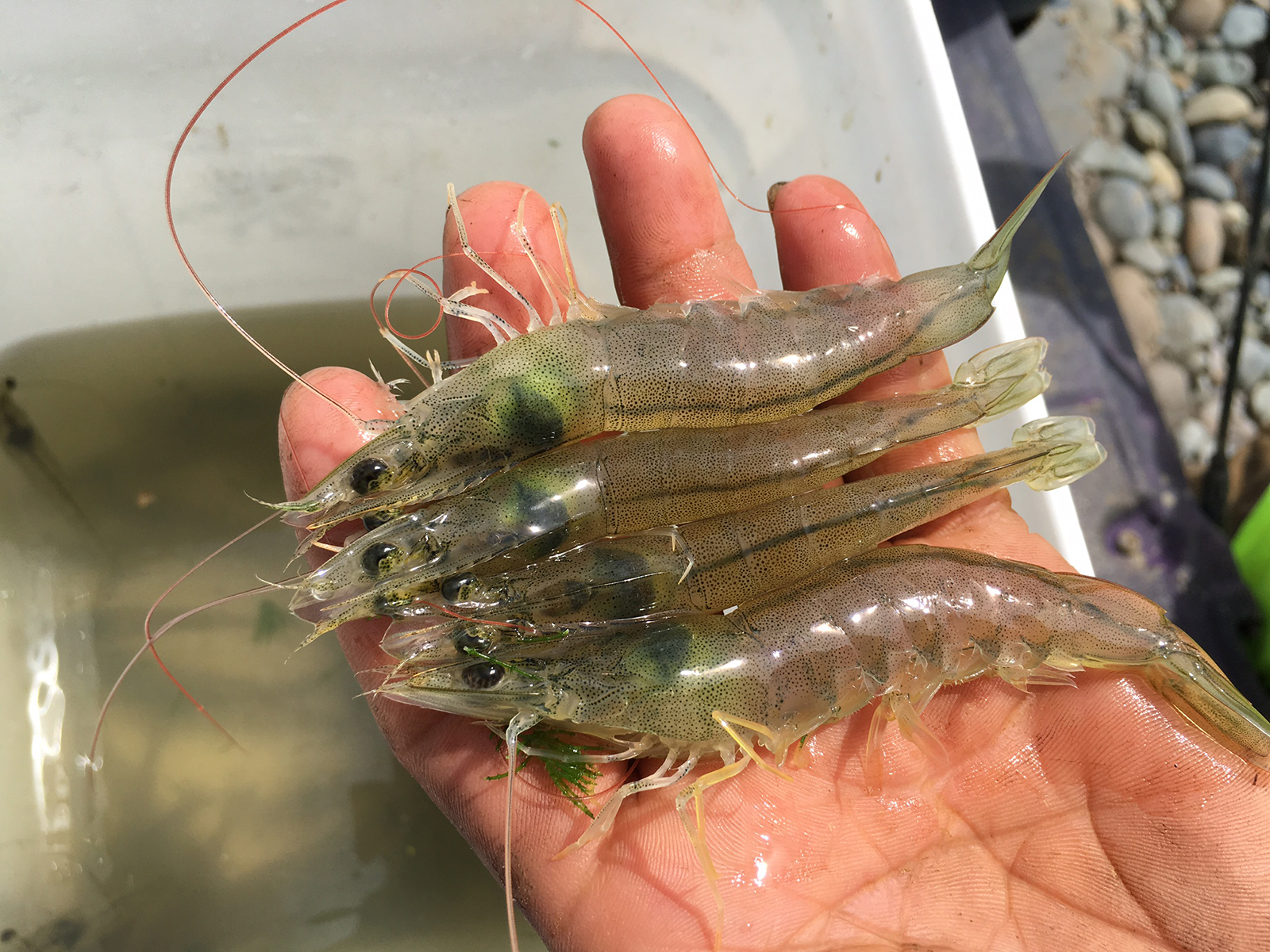 Updates on shrimp diseases AHPND, NHP at Aquaculture America 2018 ...