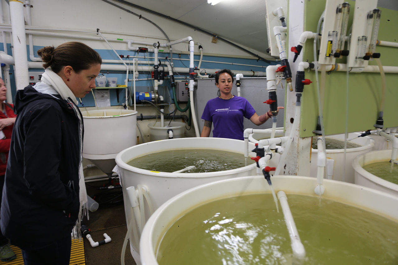 Uncertain times for oyster larvae production in North America ...