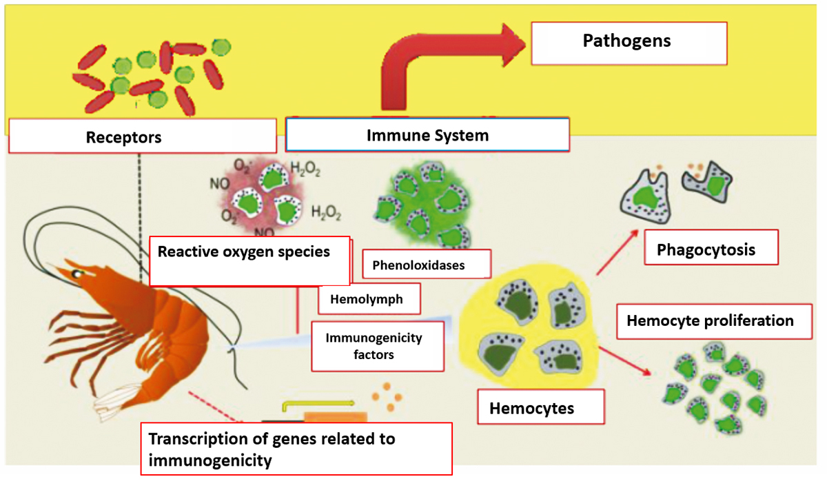 Natural strategies to improve growth and health of farmed shrimp ...