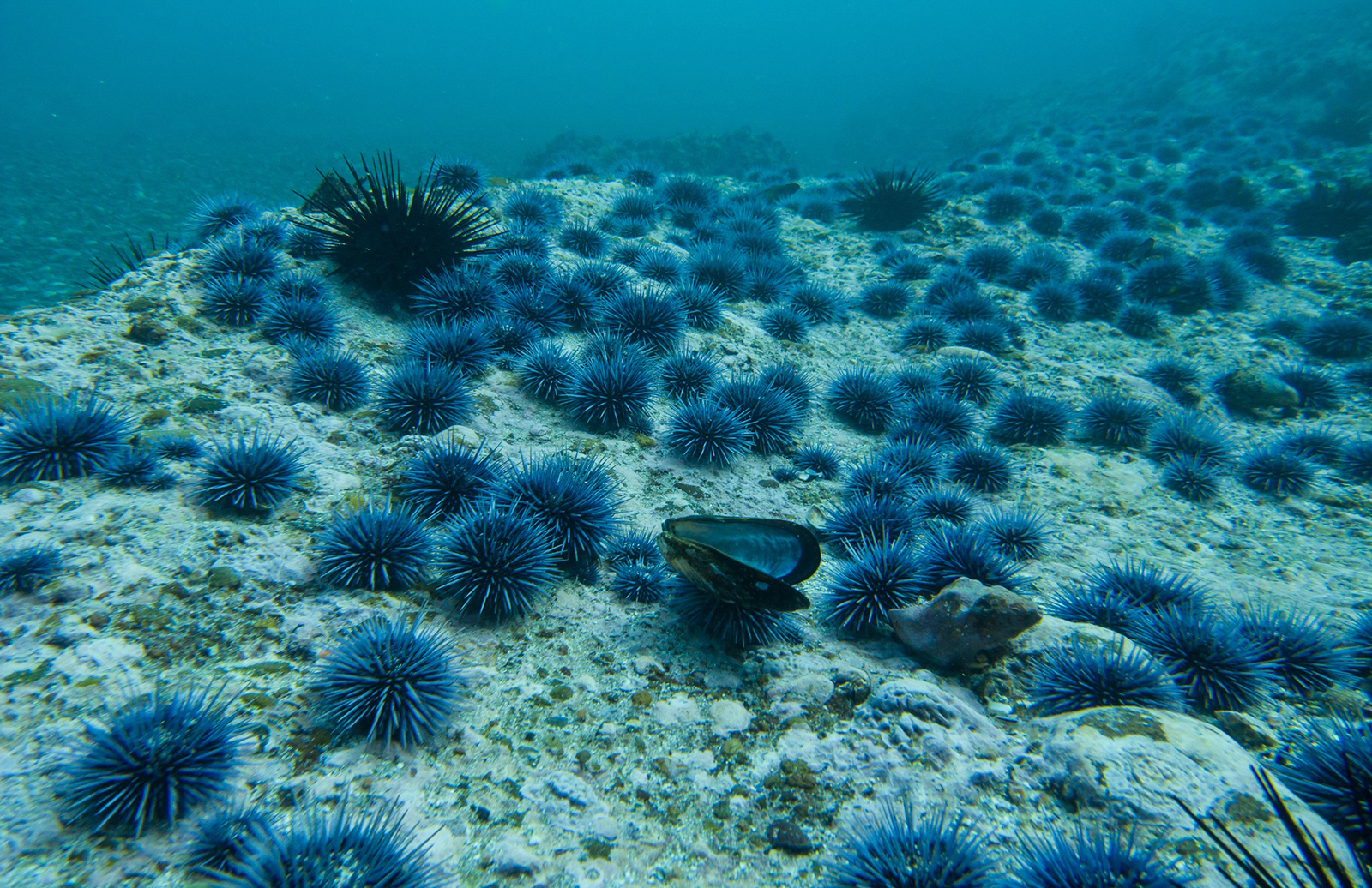 Can ranching 'zombie urchins' boost uni, save kelp forests ...