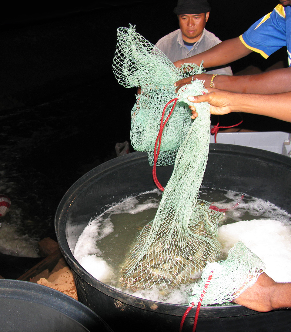 Killing methods, post-slaughter quality, part 1 - Responsible Seafood ...