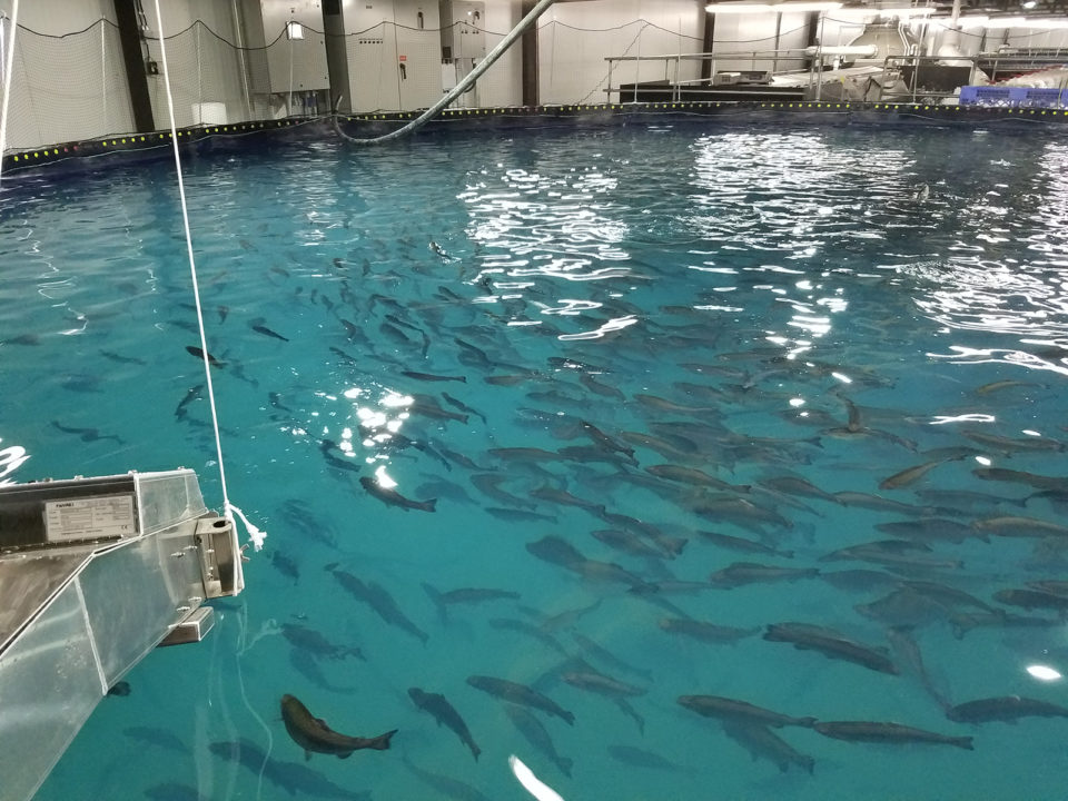 RAS in the USA: Fad or future? - Responsible Seafood Advocate