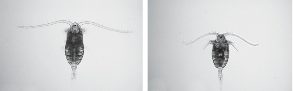 Advances in intensive copepod production technology - Responsible ...