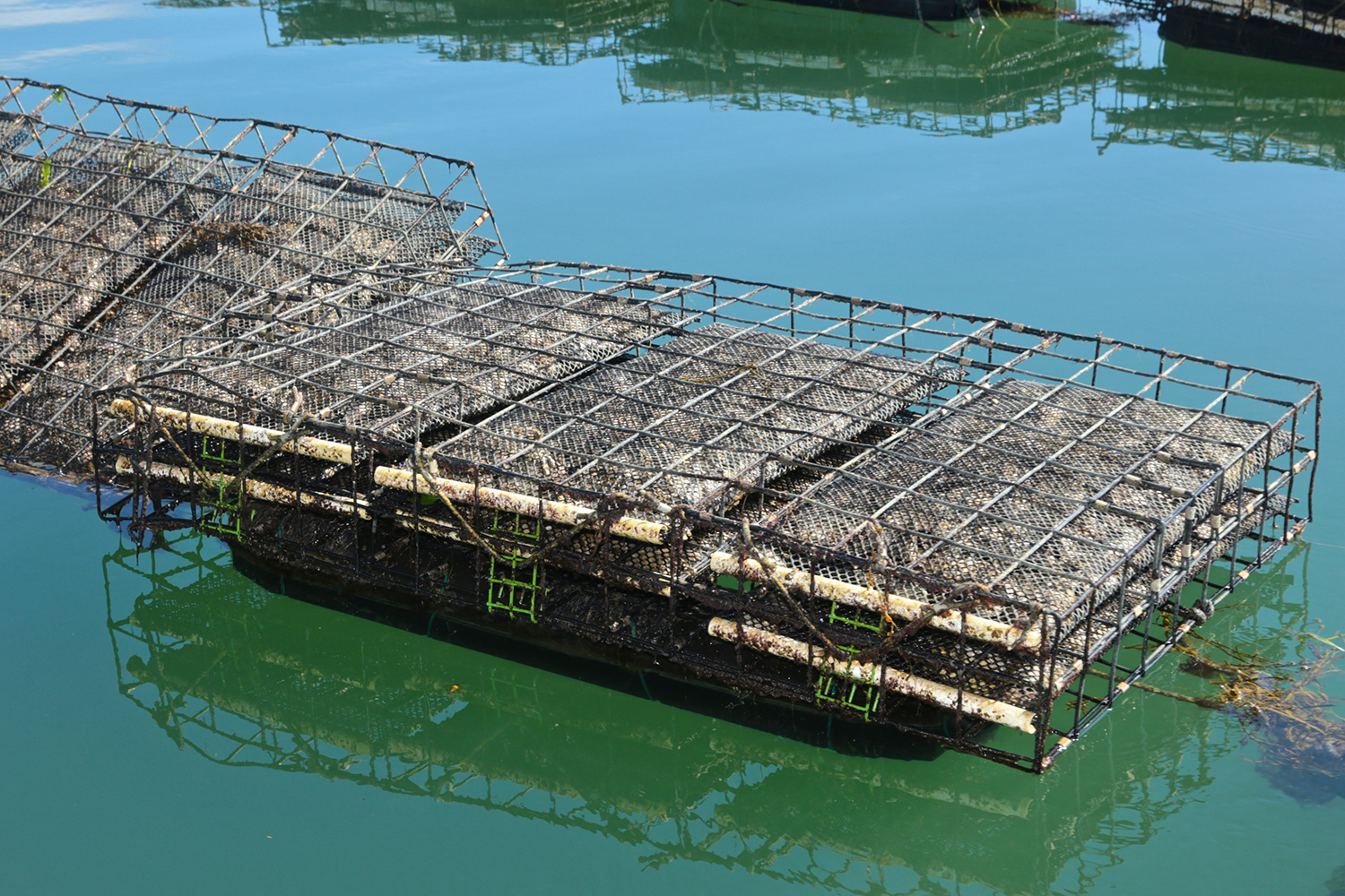 Climate change impacts unite U.S. shellfish farmers - Responsible ...