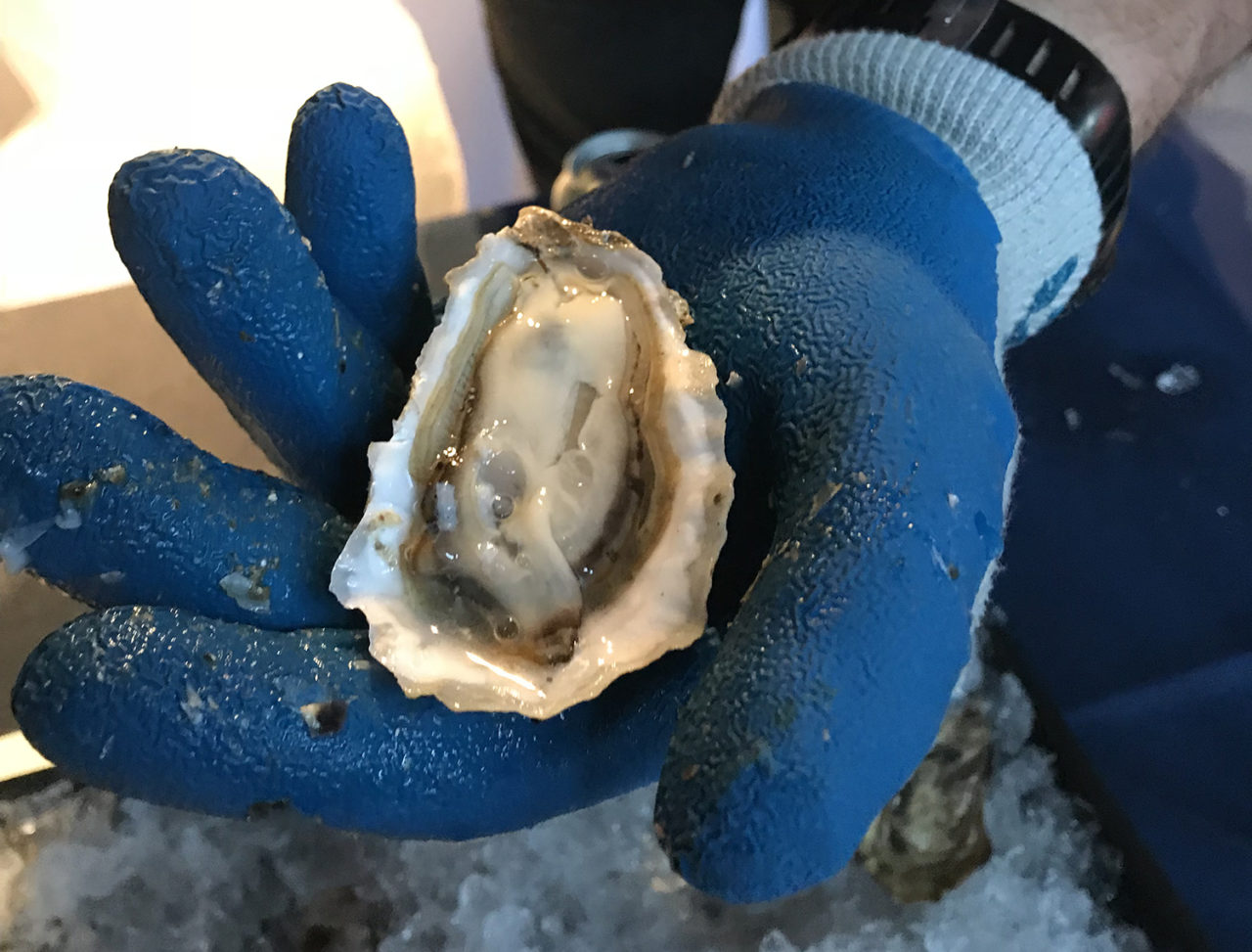 Climate change impacts unite U.S. shellfish farmers - Responsible ...