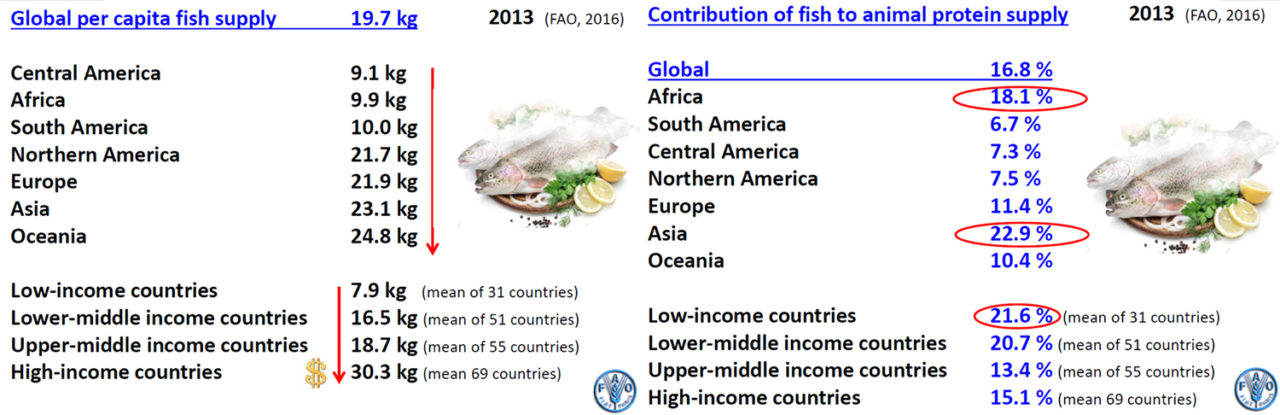 Food matters: A comparative analysis of fish, income and food supply ...