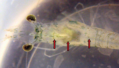 EMS/AHPNS: Infectious disease caused by bacteria - Responsible Seafood ...
