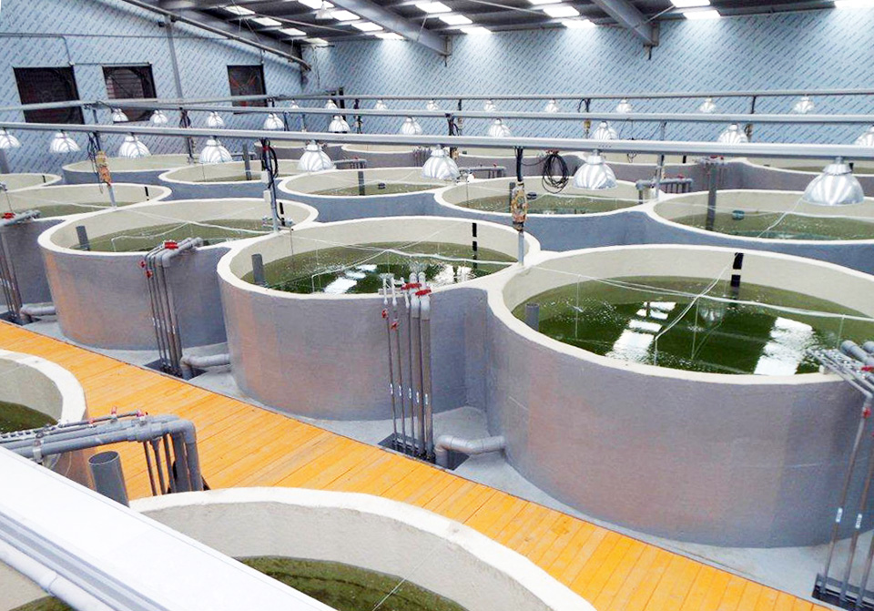 The search for sustainable grouper farming - Responsible Seafood Advocate