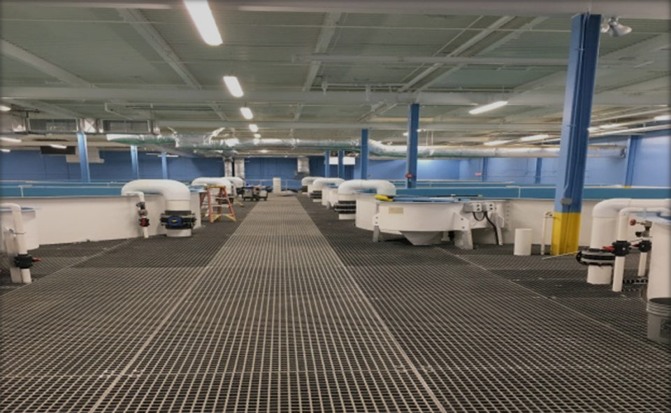 Connecticut ‘urban fish farm’ leans on RAS to produce branzino ...