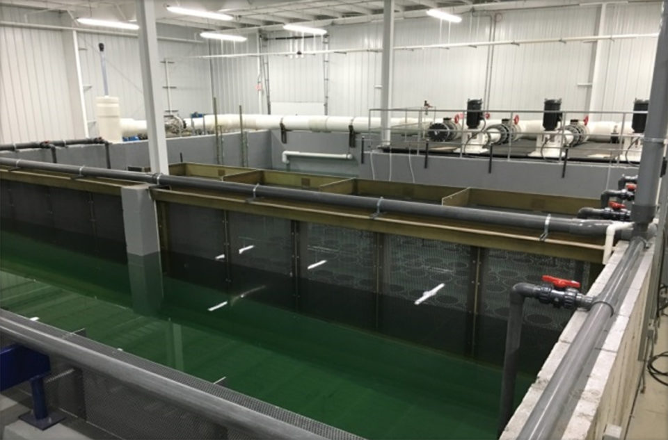 Connecticut ‘urban fish farm’ leans on RAS to produce branzino ...