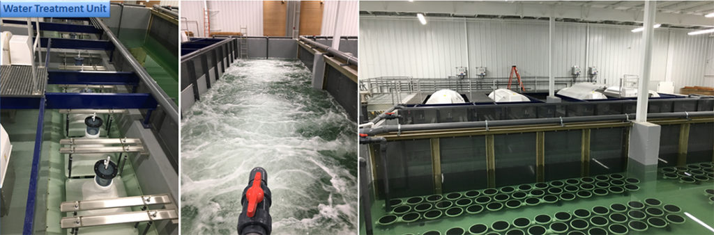 Connecticut ‘urban fish farm’ leans on RAS to produce branzino ...