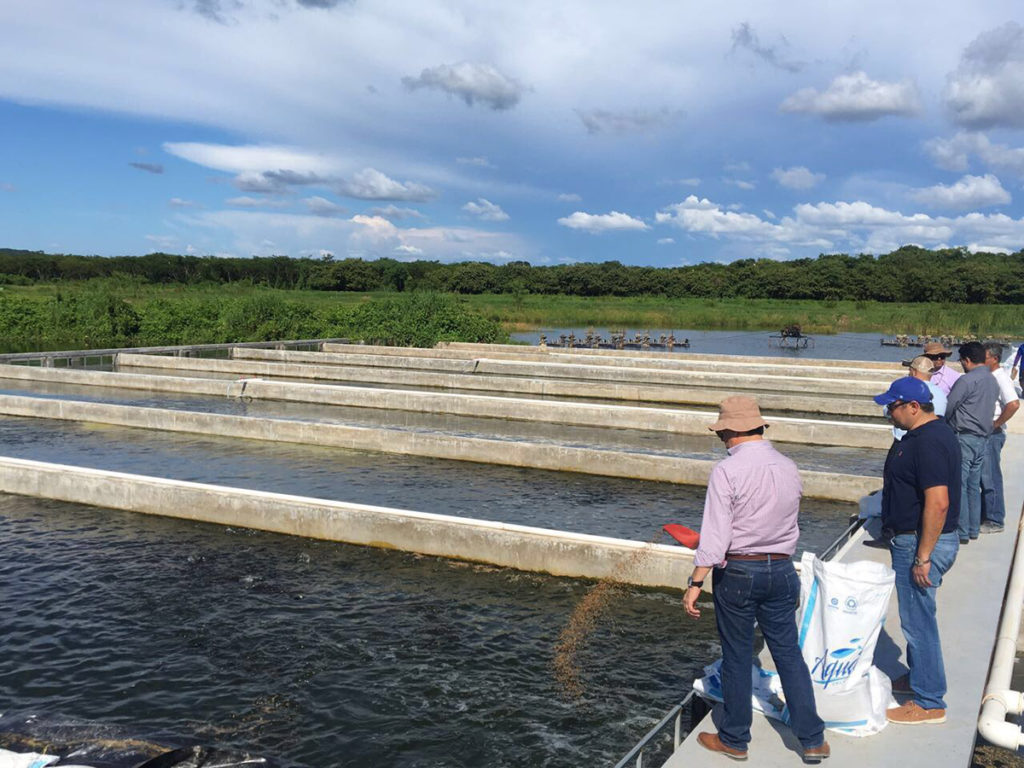 Commercial demonstration of in-pond raceways - Responsible Seafood Advocate
