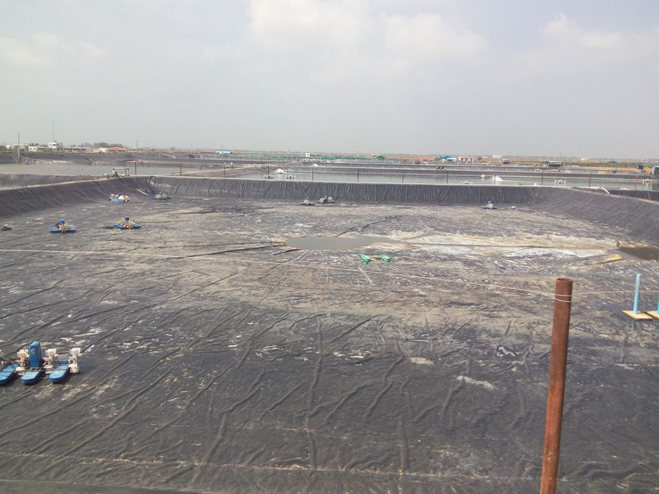 Appraising pond liners for shrimp culture - Responsible Seafood Advocate
