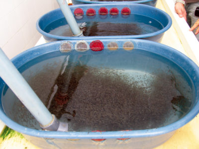 Realizing economic benefits from selective breeding - Responsible ...