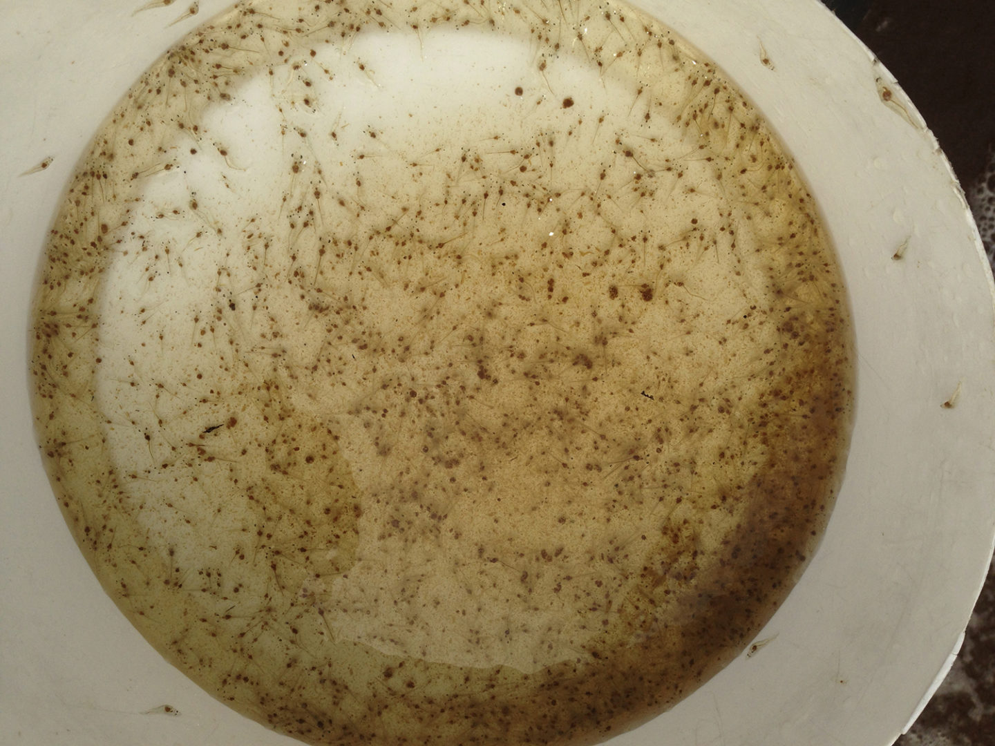 Carbon-nitrogen ratios in pond fertilization and biofloc systems ...