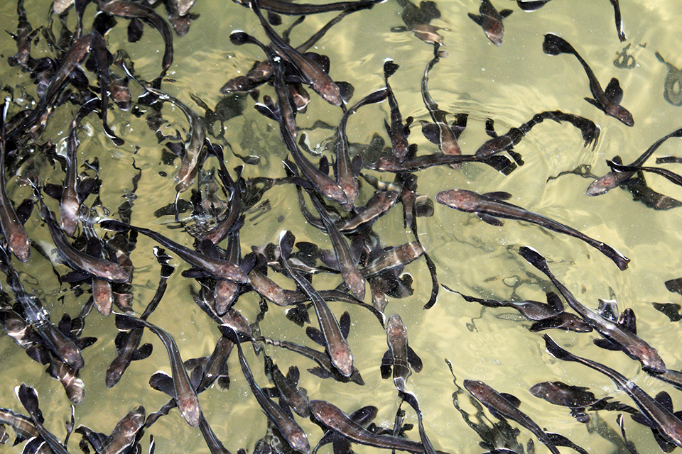 What you should know about aquaculture insurance - Responsible Seafood ...