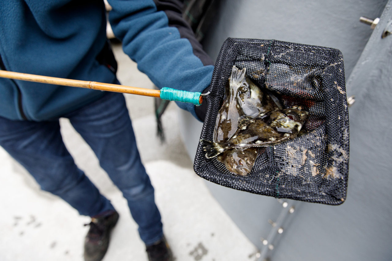 Norway showcases halibut farm as sustainability star - Responsible ...