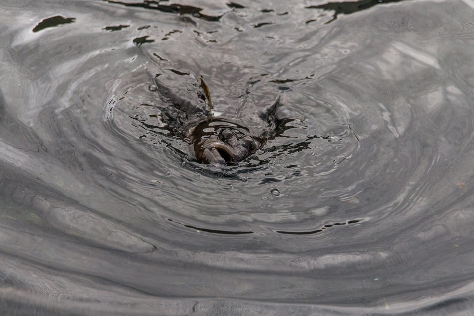 Norway showcases halibut farm as sustainability star - Responsible ...
