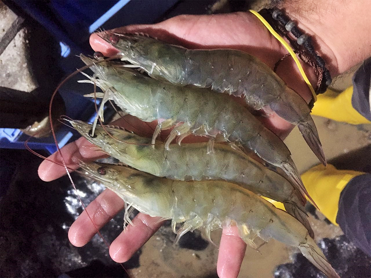 Current production, challenges and the future of shrimp farming ...