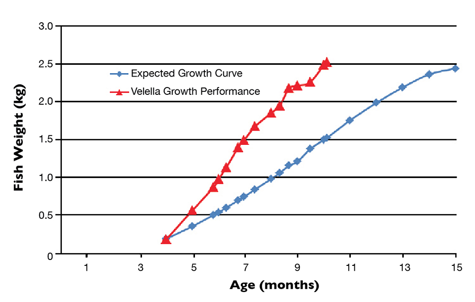 Velella project pioneers open ocean cage-farming technology ...