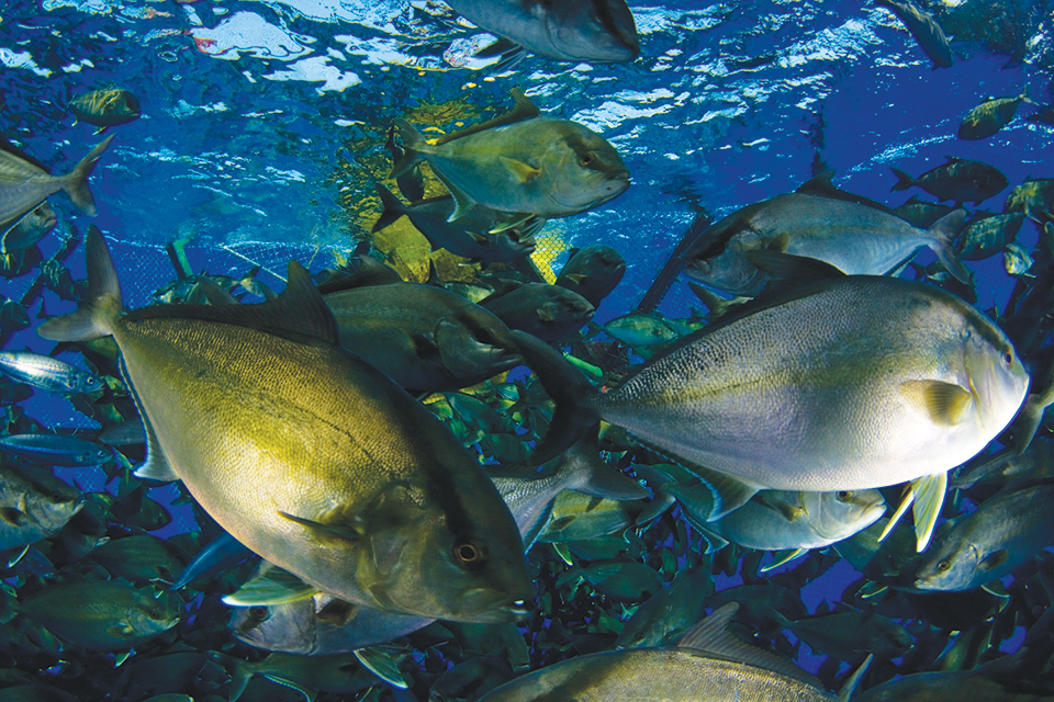 Velella project pioneers open ocean cage-farming technology ...