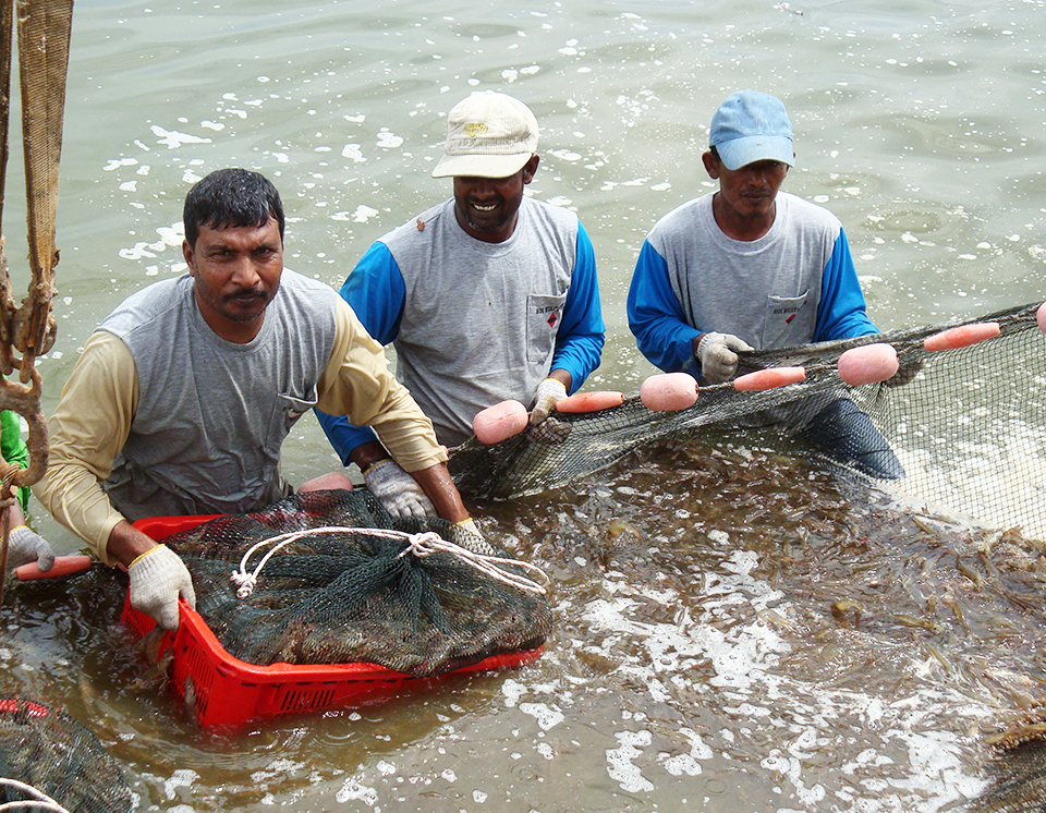 Prevent, but verify - Responsible Seafood Advocate