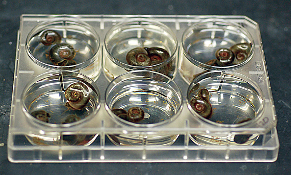 Tobacco dust: natural molluscicide for aquaculture applications ...