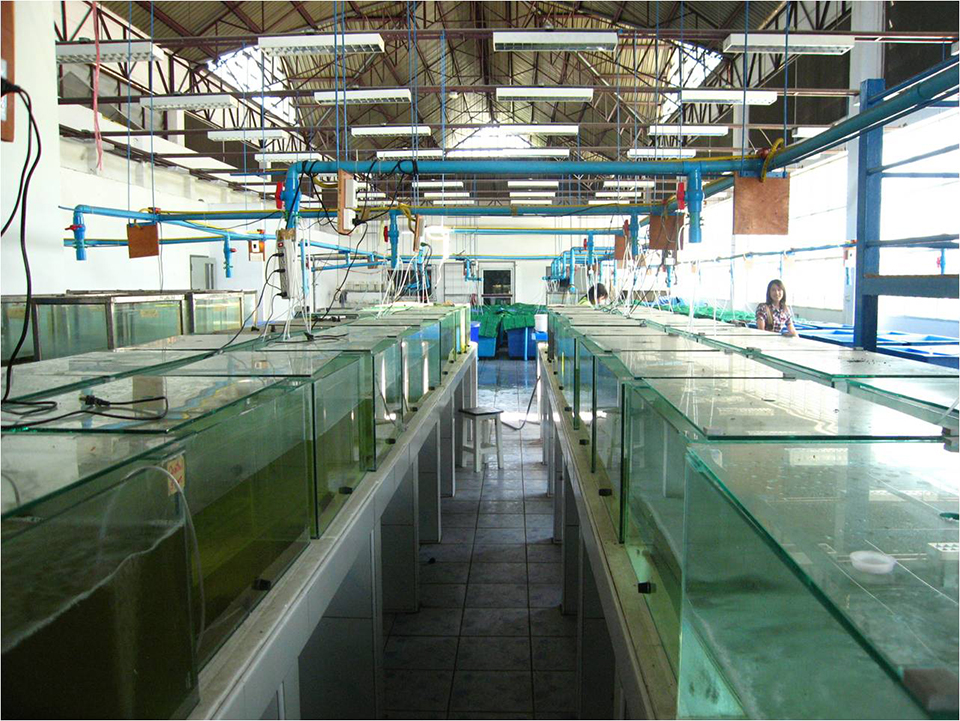 Temperature affects shrimp survival, feed conversion - Responsible ...