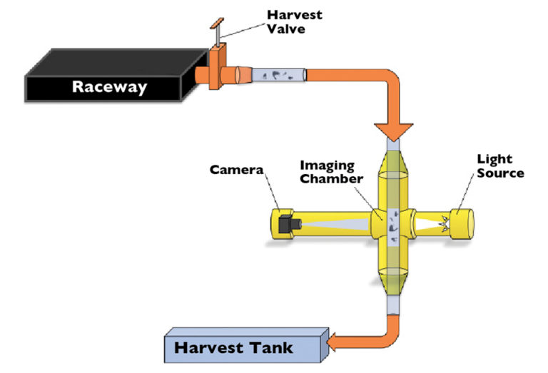 Optical counter provides accurate shrimp measurements - Responsible ...