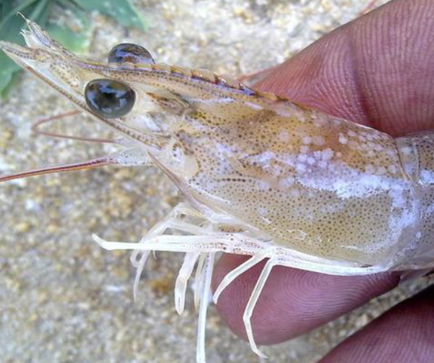 Shrimp farming industry in Ecuador, part 1 - Responsible Seafood Advocate
