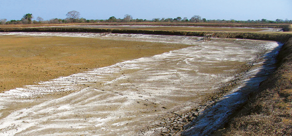The Shrimp Book: Shrimp pond soil and water quality management ...