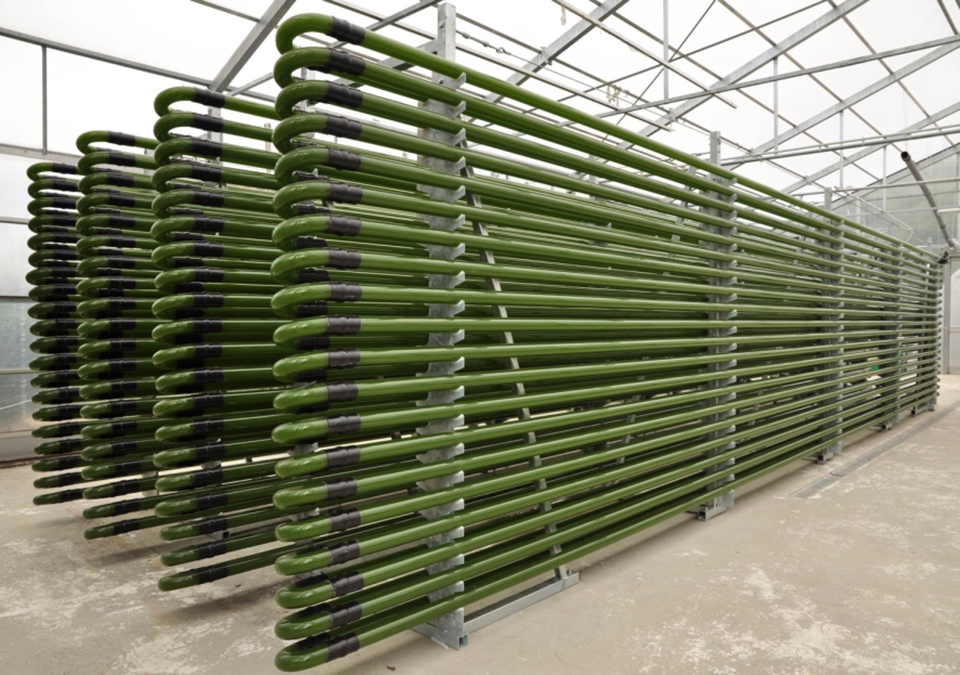 Microalgae production technologies for hatcheries - Responsible Seafood ...