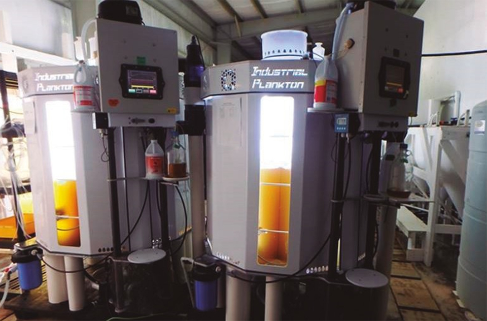 Microalgae production technologies for hatcheries - Responsible Seafood ...