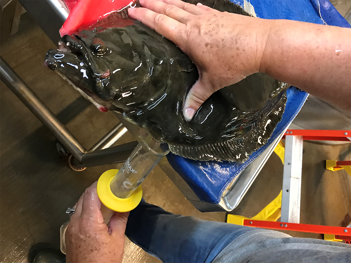 Southern flounder culture at Texas Parks and Wildlife Department ...